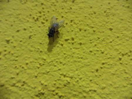 The amorous Spanish fly – snobb.net