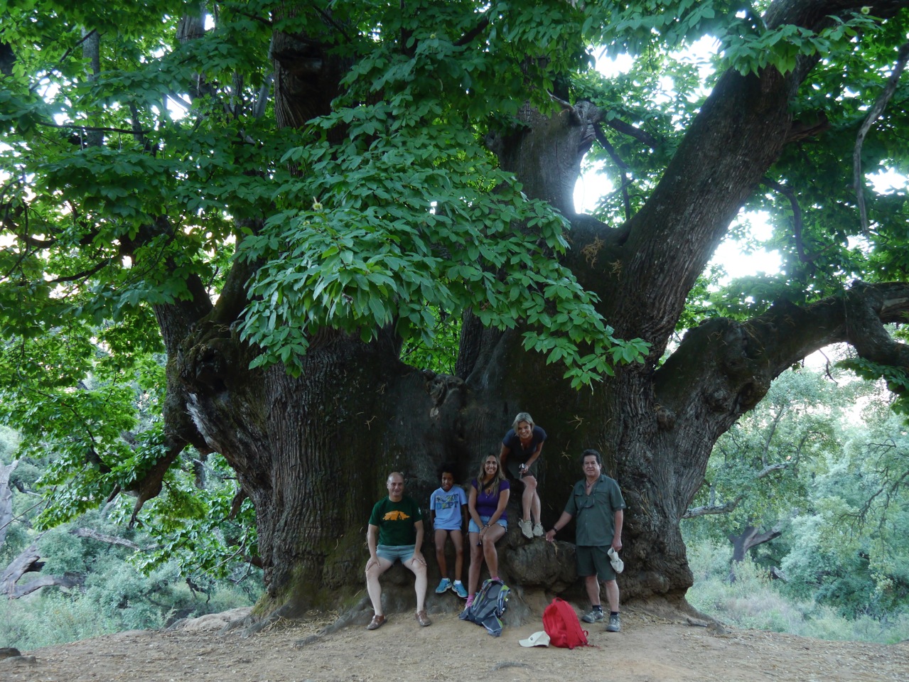 Embracing an 800 year-old giant